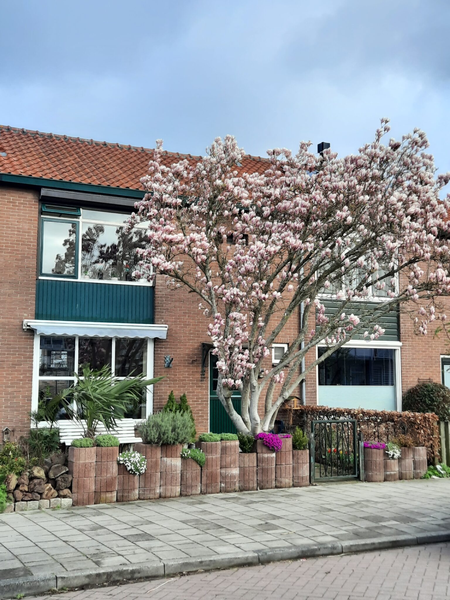 Wauw! Dit zijn de grootste en mooiste magnolia bomen in Woerden ...