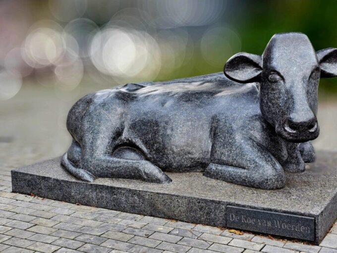 Koeienfeitje: zóveel werk was het om deze bekende Woerdense koe op haar ...