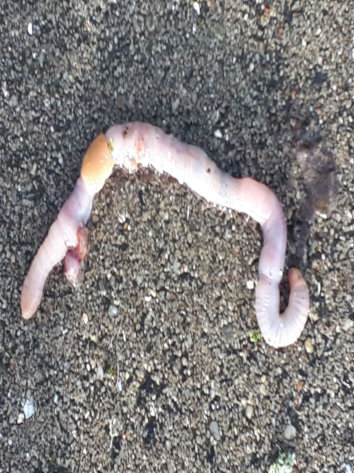 Worm-alarm! Dit is waarom er zoveel regenwormen op straat zijn ...