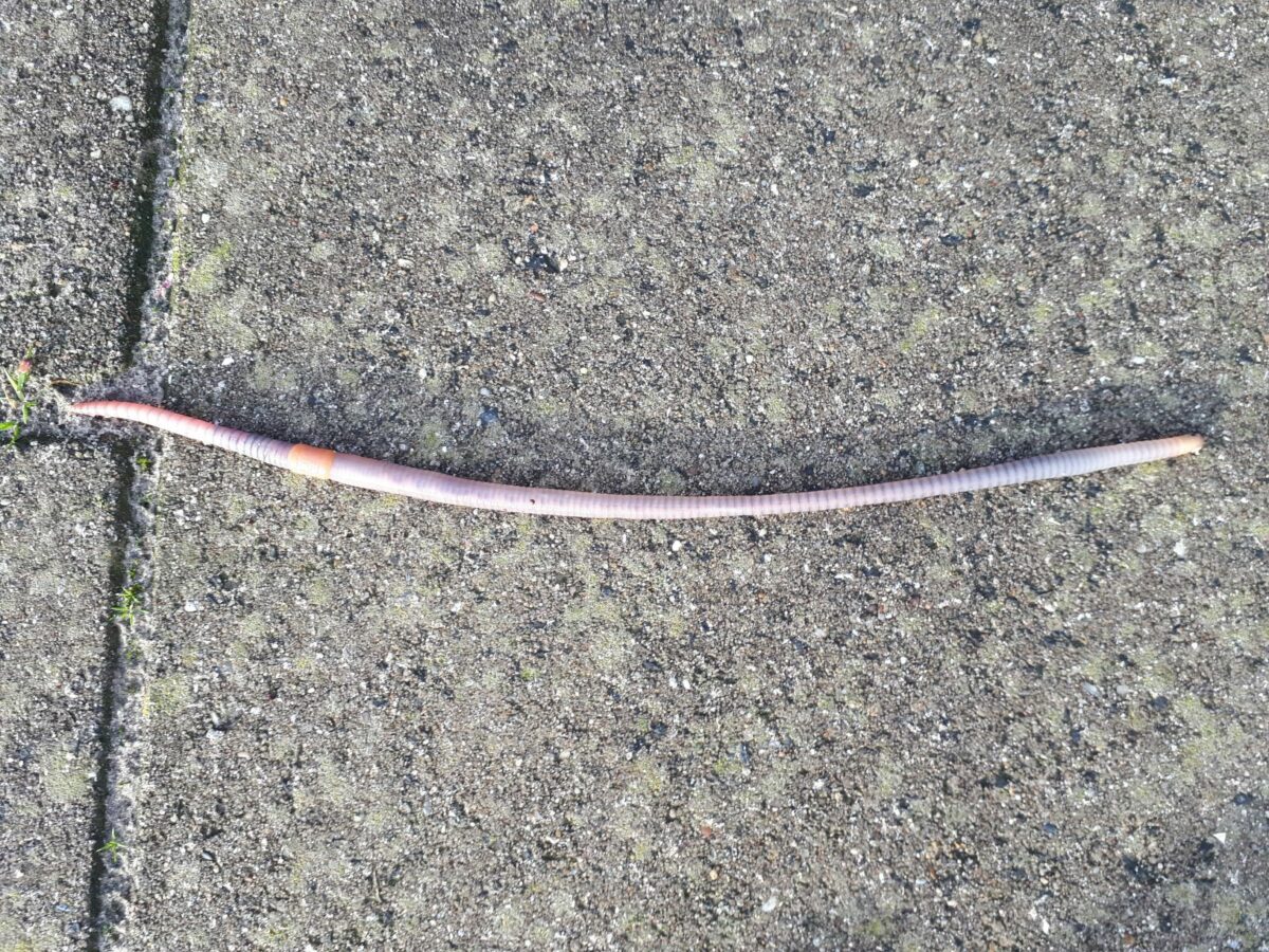 Worm-alarm! Dit is waarom er zoveel regenwormen op straat zijn ...