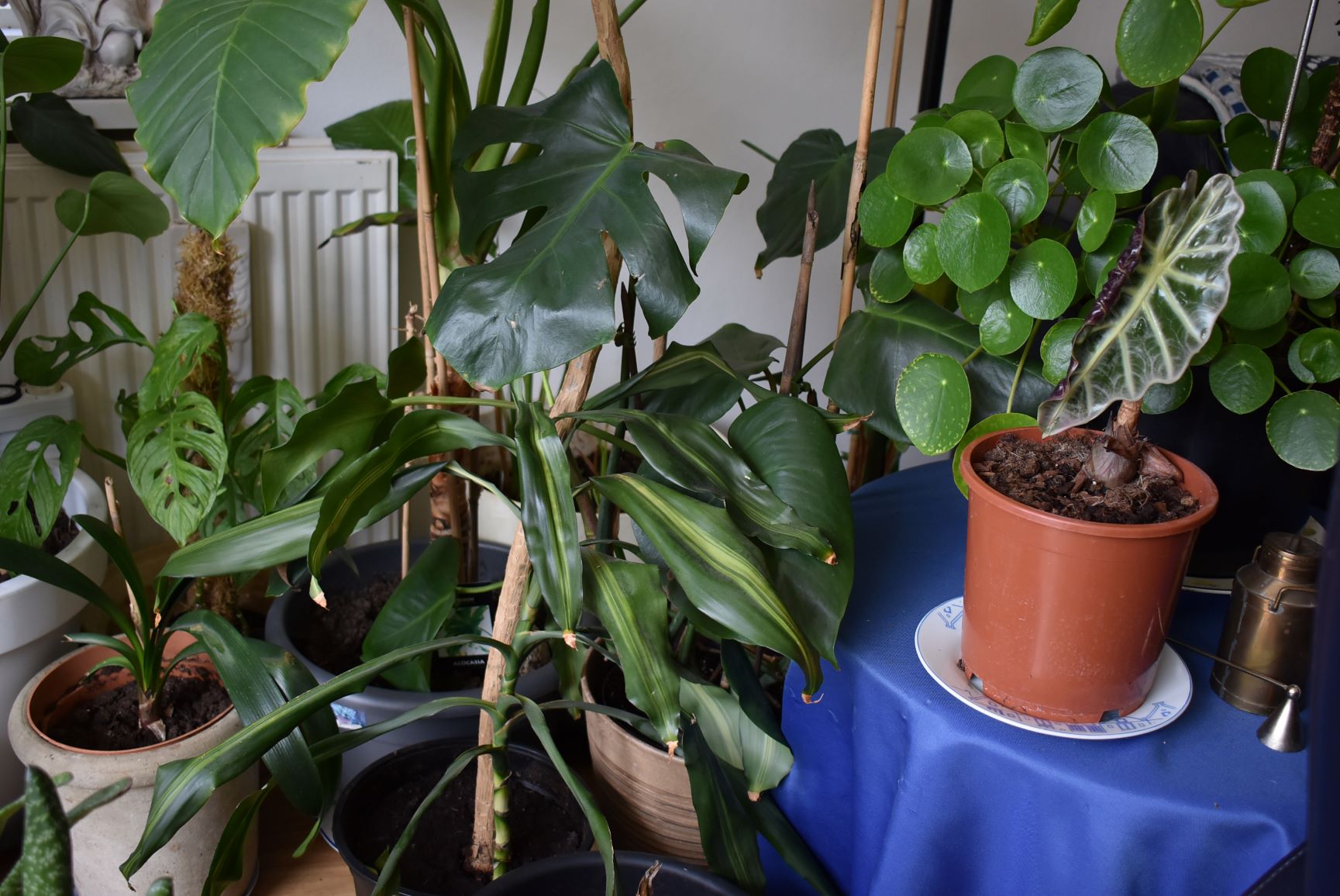 Dode plant of nieuwe plantjes nodig? Hier in Zoetermeer kun je terecht ...