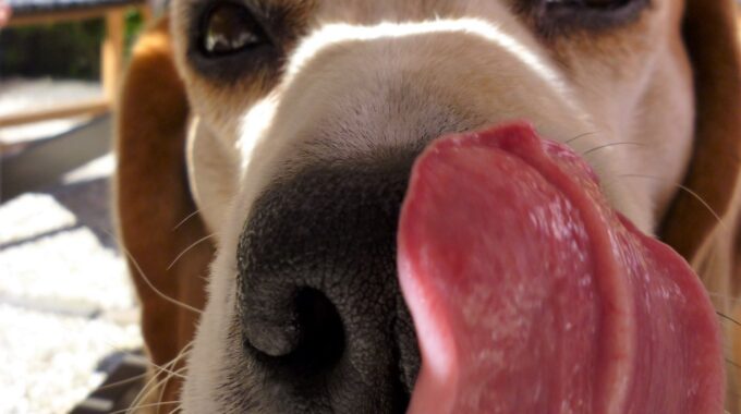 Op deze plekken in Zoetermeer spot je Schotse Hooglanders - indebuurt ...