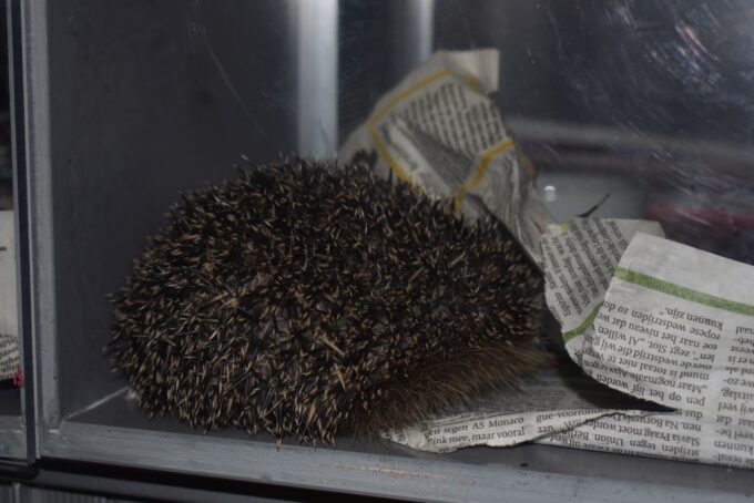 Volle bak: zoveel egels zitten er nu in de egelopvang in Zoetermeer ...