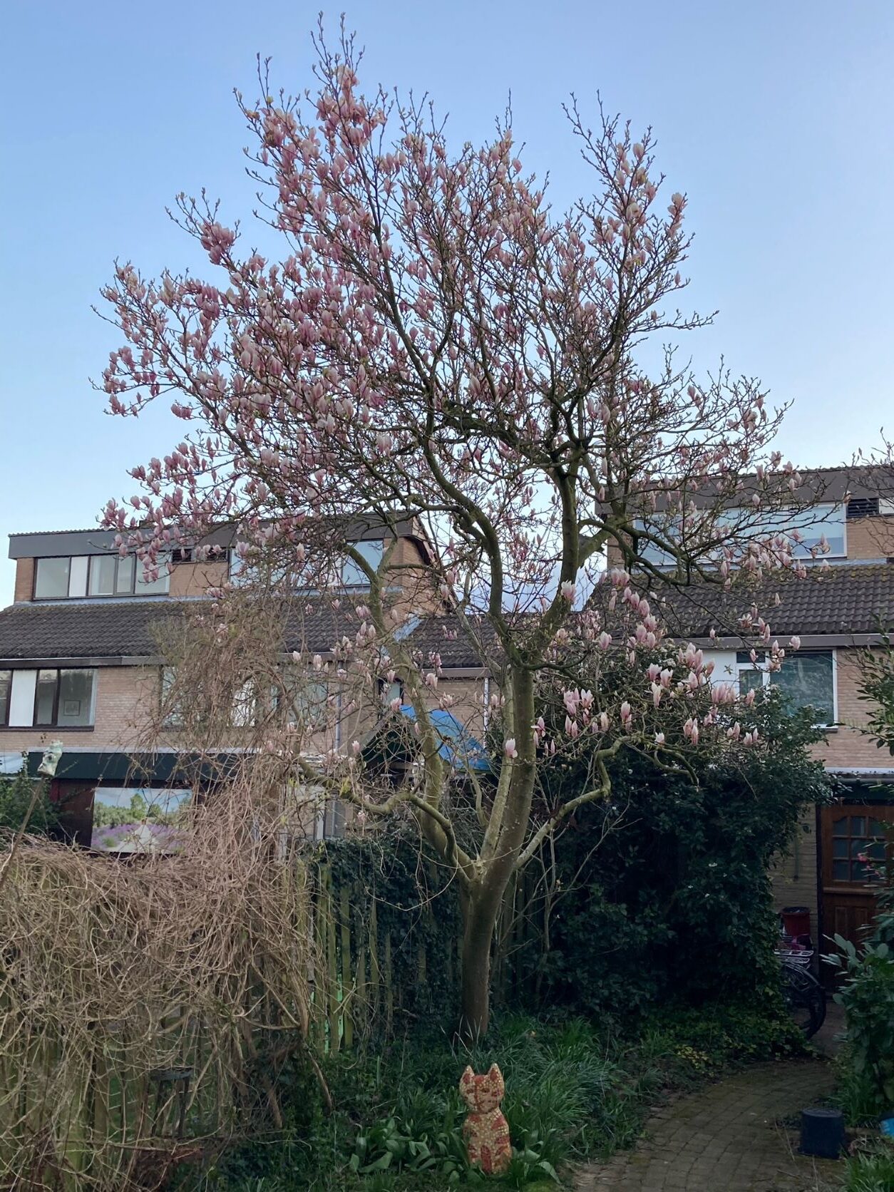 Dit zijn de grootste en prachtigste magnolia bomen van Zoetermeer ...