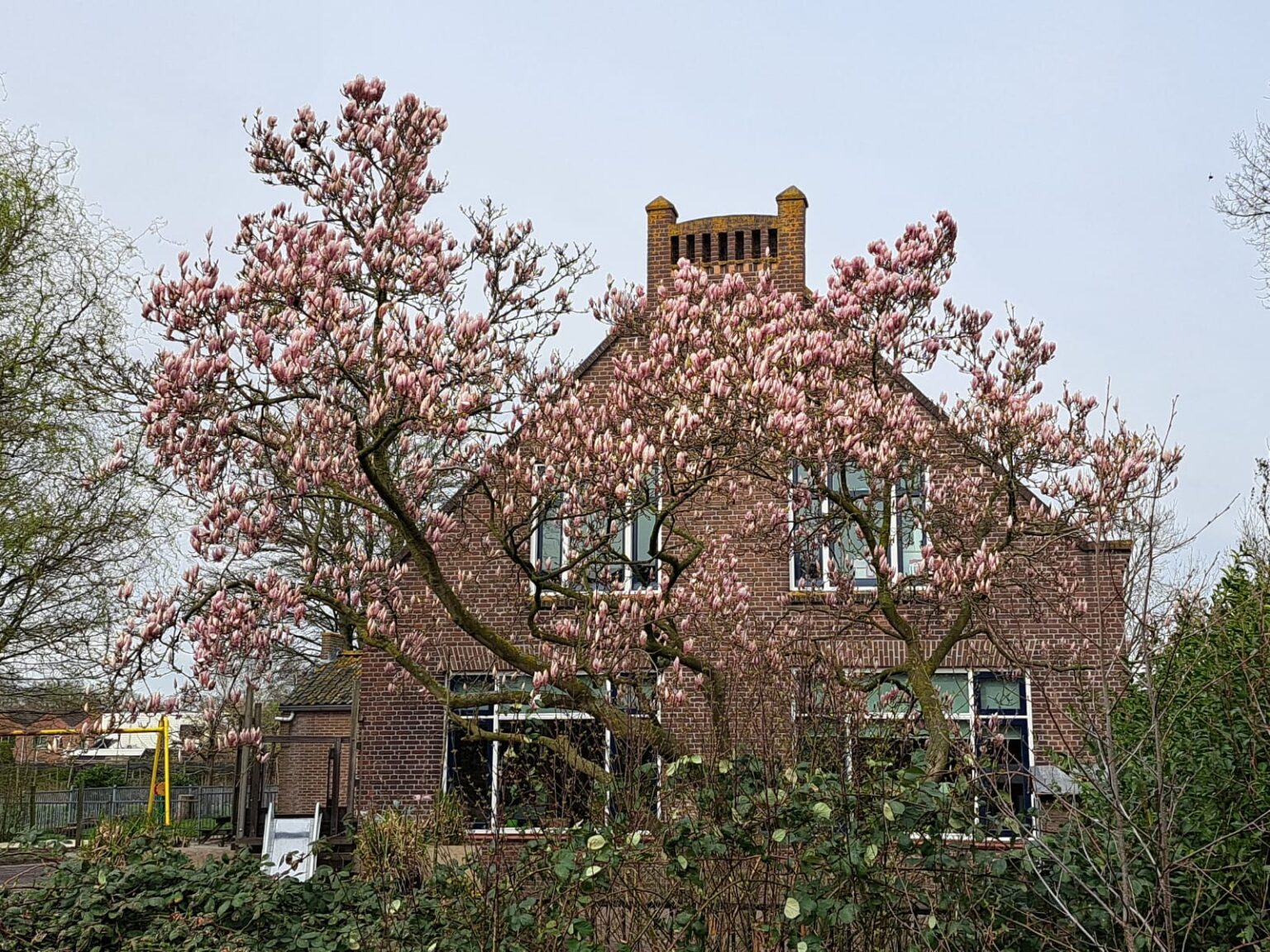 Dit zijn de grootste en prachtigste magnolia bomen van Zoetermeer ...