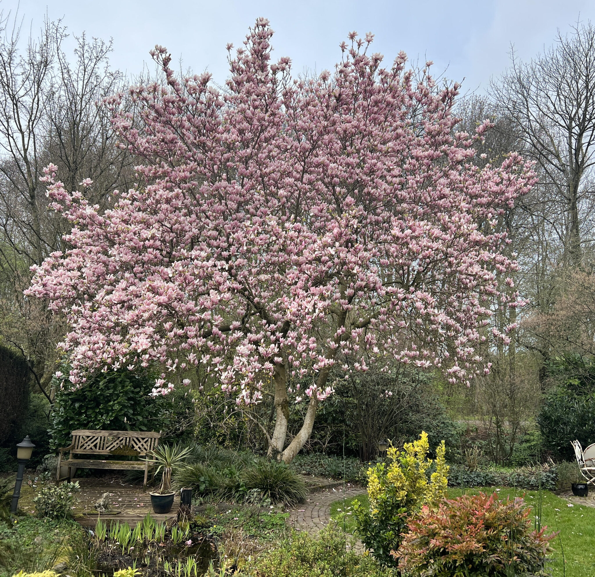 Dit zijn de grootste en prachtigste magnolia bomen van Zoetermeer ...