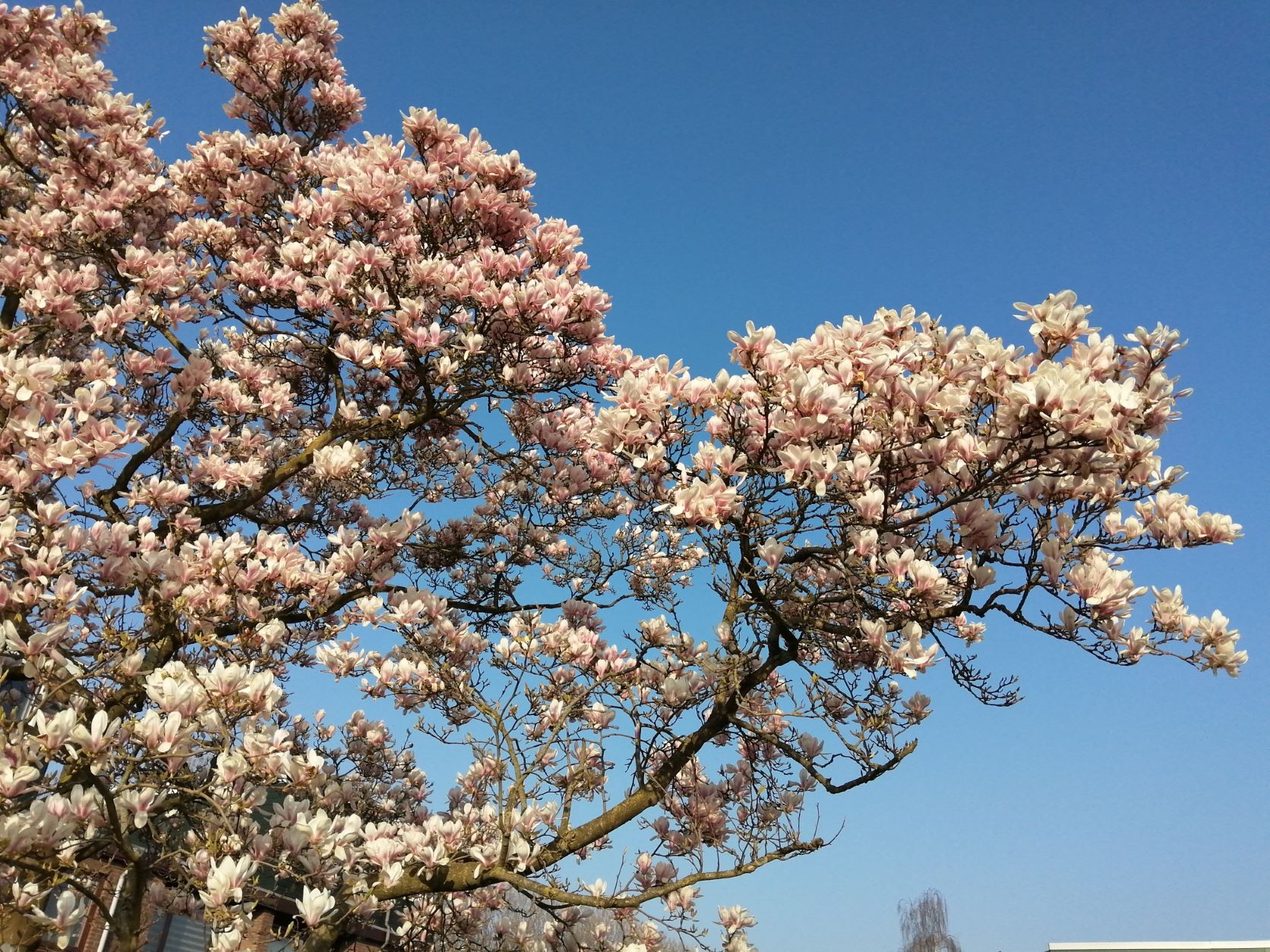 Dit zijn de grootste en prachtigste magnolia bomen van Zoetermeer ...