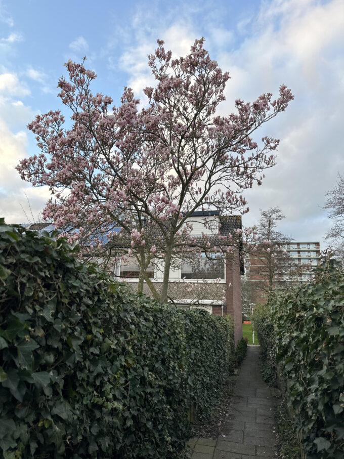 Dit zijn de grootste en prachtigste magnolia bomen van Zoetermeer ...
