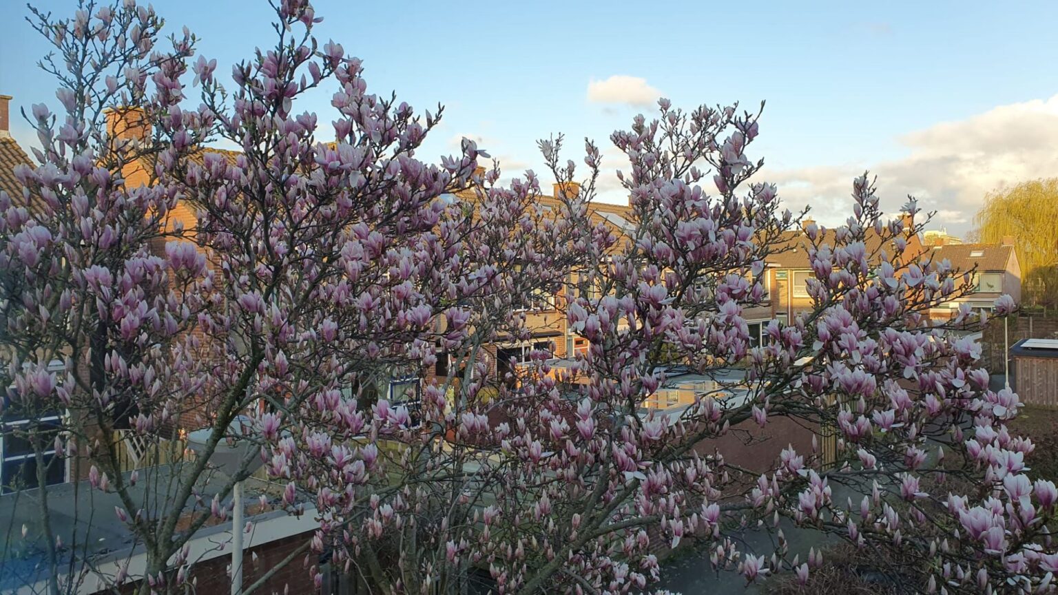 Dit zijn de grootste en prachtigste magnolia bomen van Zoetermeer ...