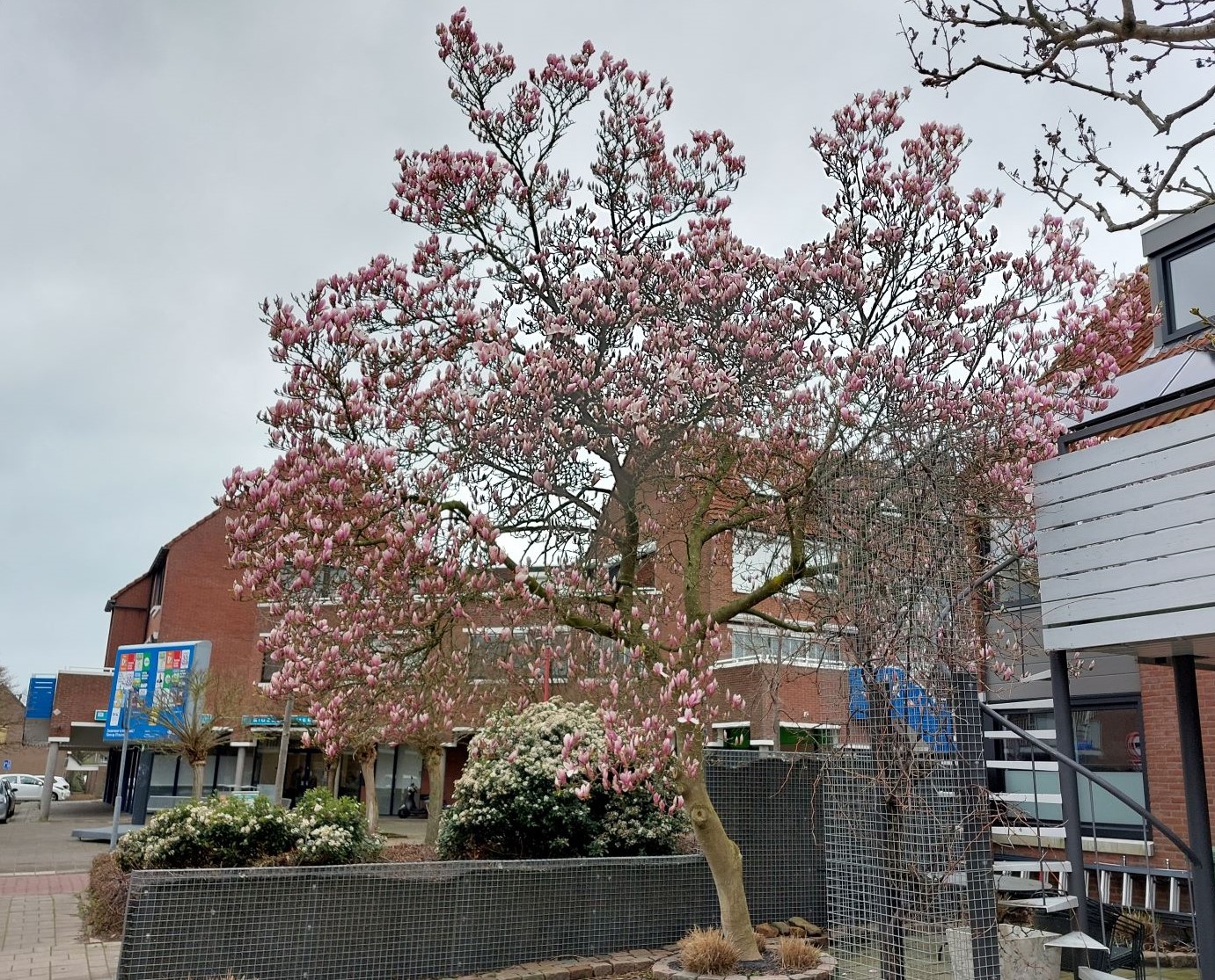 Dit zijn de grootste en prachtigste magnolia bomen van Zoetermeer ...