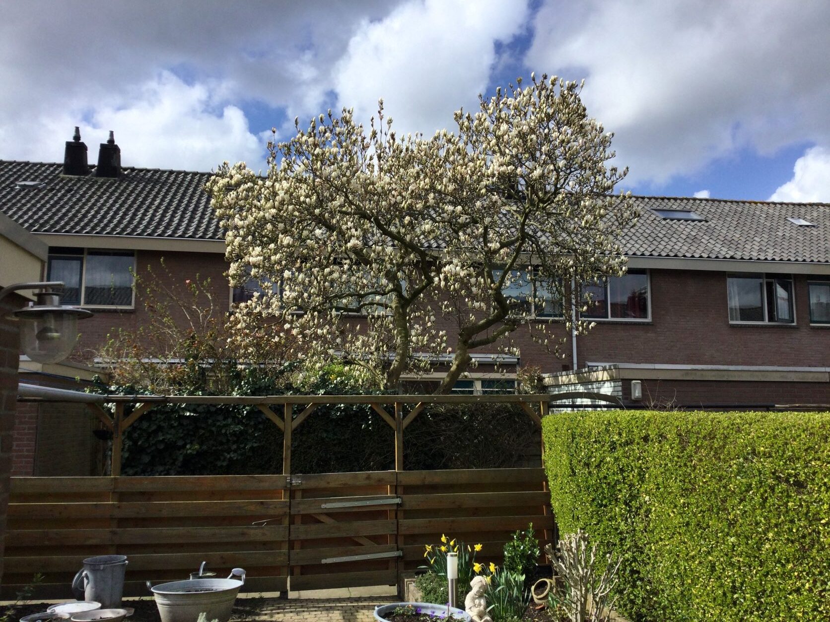 Dit zijn de grootste en prachtigste magnolia bomen van Zoetermeer ...