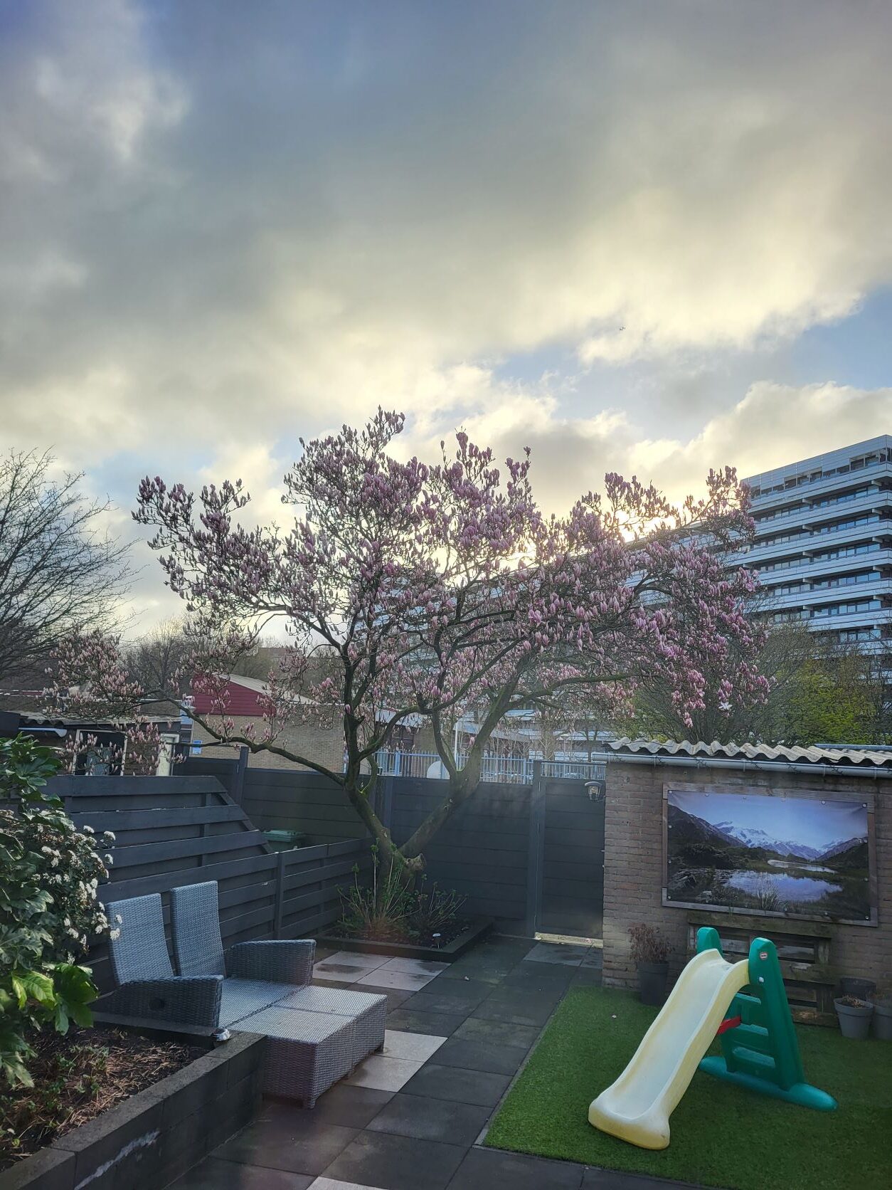 Dit zijn de grootste en prachtigste magnolia bomen van Zoetermeer ...