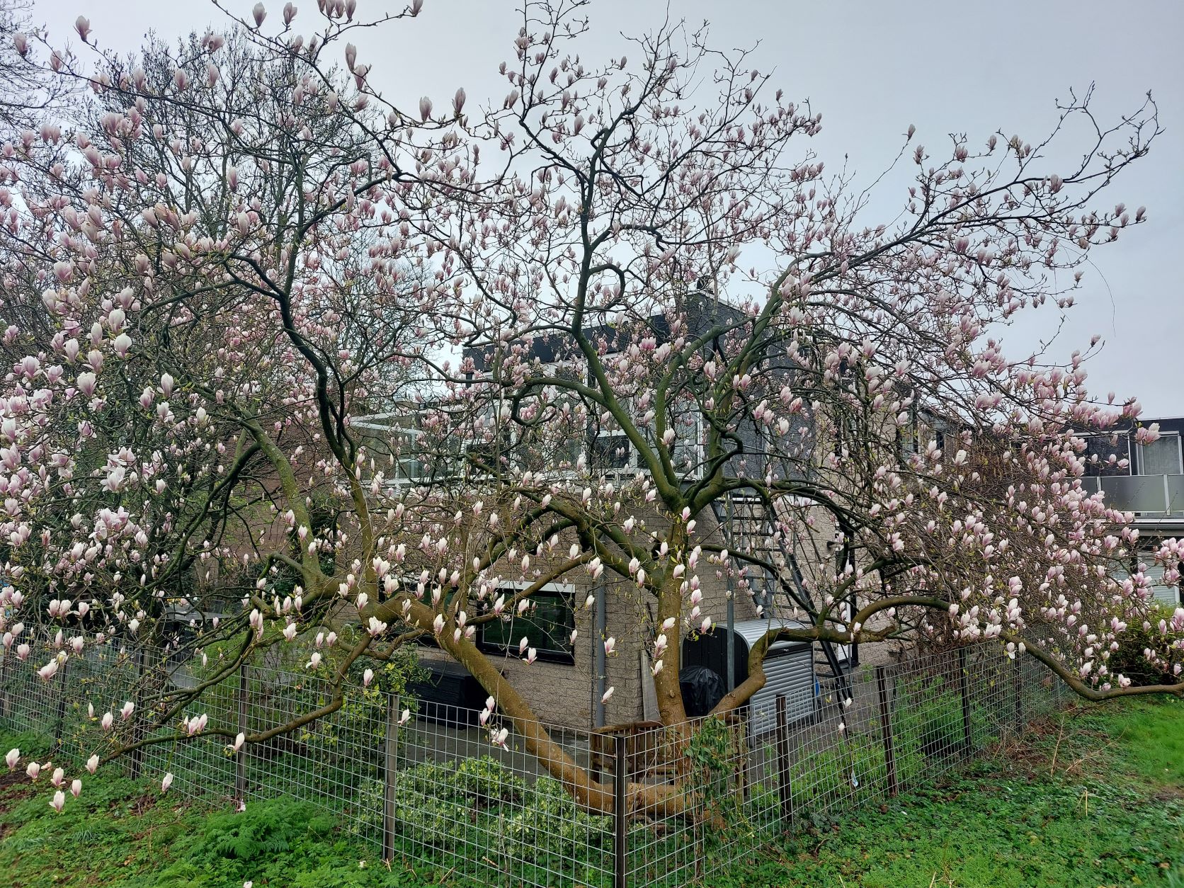 Dit zijn de grootste en prachtigste magnolia bomen van Zoetermeer ...