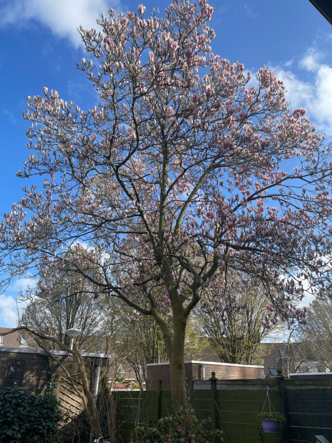 Dit zijn de grootste en prachtigste magnolia bomen van Zoetermeer ...