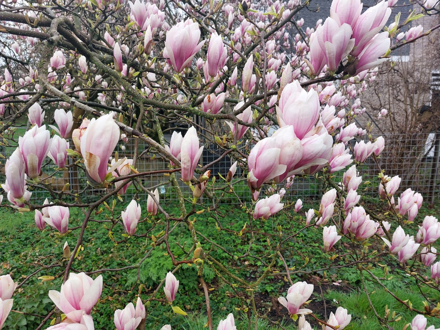 Jacques heeft een immense magnolia boom: 'Hopelijk laten de nieuwe ...