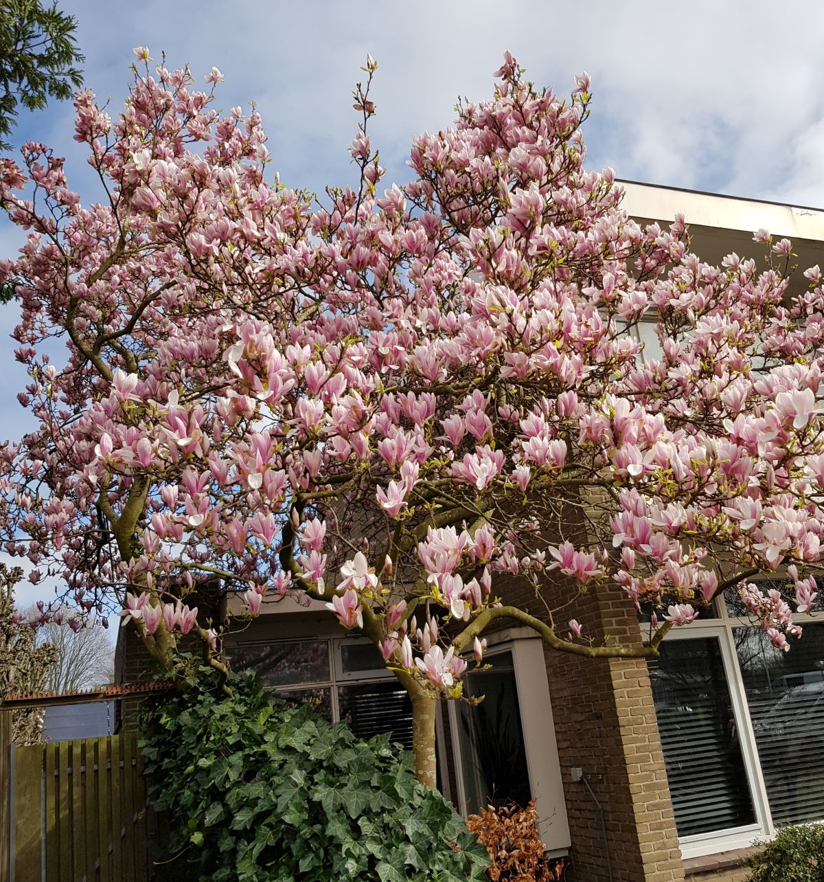 Dit zijn de grootste en prachtigste magnolia bomen van Zoetermeer ...
