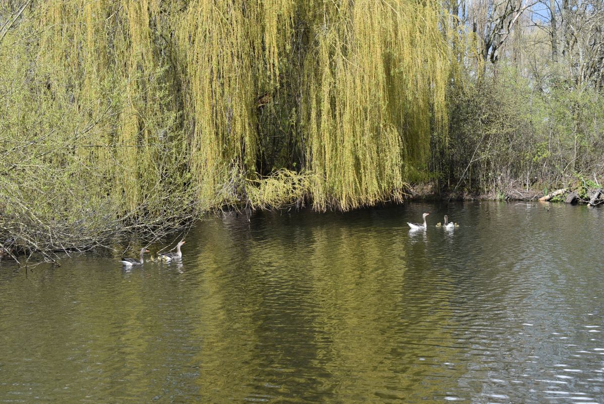 Een uniek kijkje in een verborgen Zoetermeers natuurgebied: zo ziet de ...