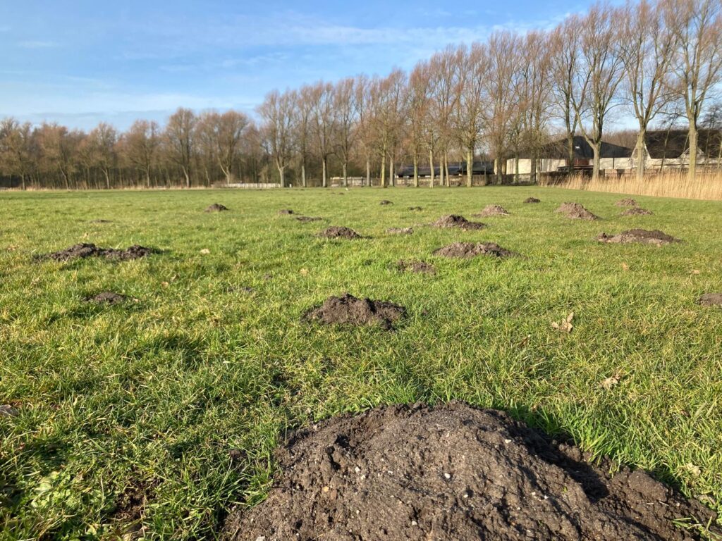 Holy moly! Hierom zijn er zoveel molshopen in Zoetermeer - indebuurt ...