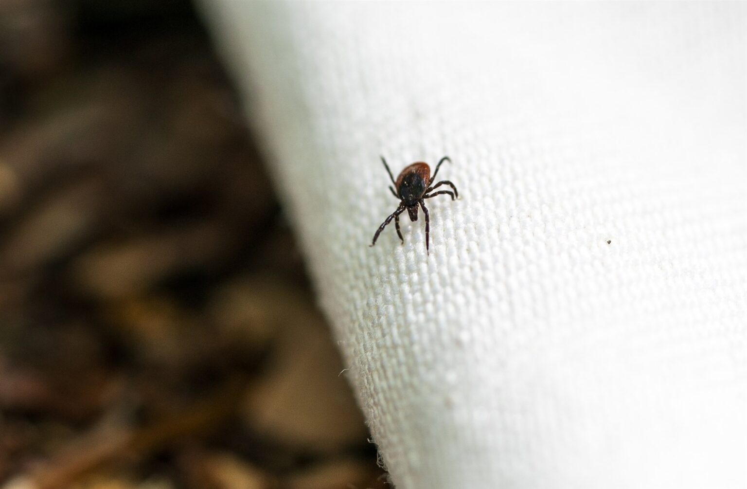 Hoe je het beestje verwijdert én wanneer een beet gevaarlijk is: alles ...